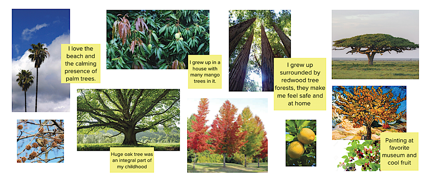 Different Types Of Trees For Kids
